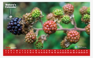 Use Our Bramble Desktop Wallpaper This Month To Remind - Blackberry PNG ...