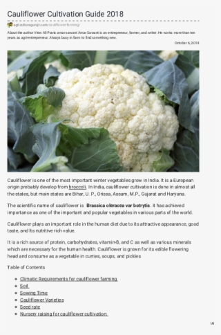 Pdf - 7 Cauliflower PNG Image | Transparent PNG Free Download on SeekPNG