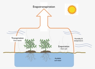 Schematic Of Evapotranspiration - Evapotranspiration PNG Image ...