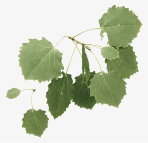 Aspen - Leaf PNG Image | Transparent PNG Free Download on SeekPNG