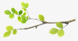 Patiyanw - Tree Pati Png PNG Image | Transparent PNG Free Download on ...