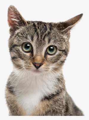 Cute Kitten - Kot Na Zdrowie PNG Image | Transparent PNG Free Download ...