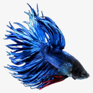 Betta Bettafish Bettasplendens Fish Blue Red Black - Blue PNG Image ...
