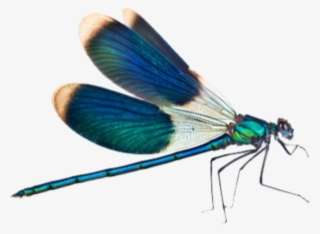 PNG Images | PNG Cliparts Free Download on SeekPNG , Page 2900