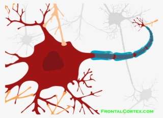 Neuron Cell Diagram PNG Image | Transparent PNG Free Download on SeekPNG